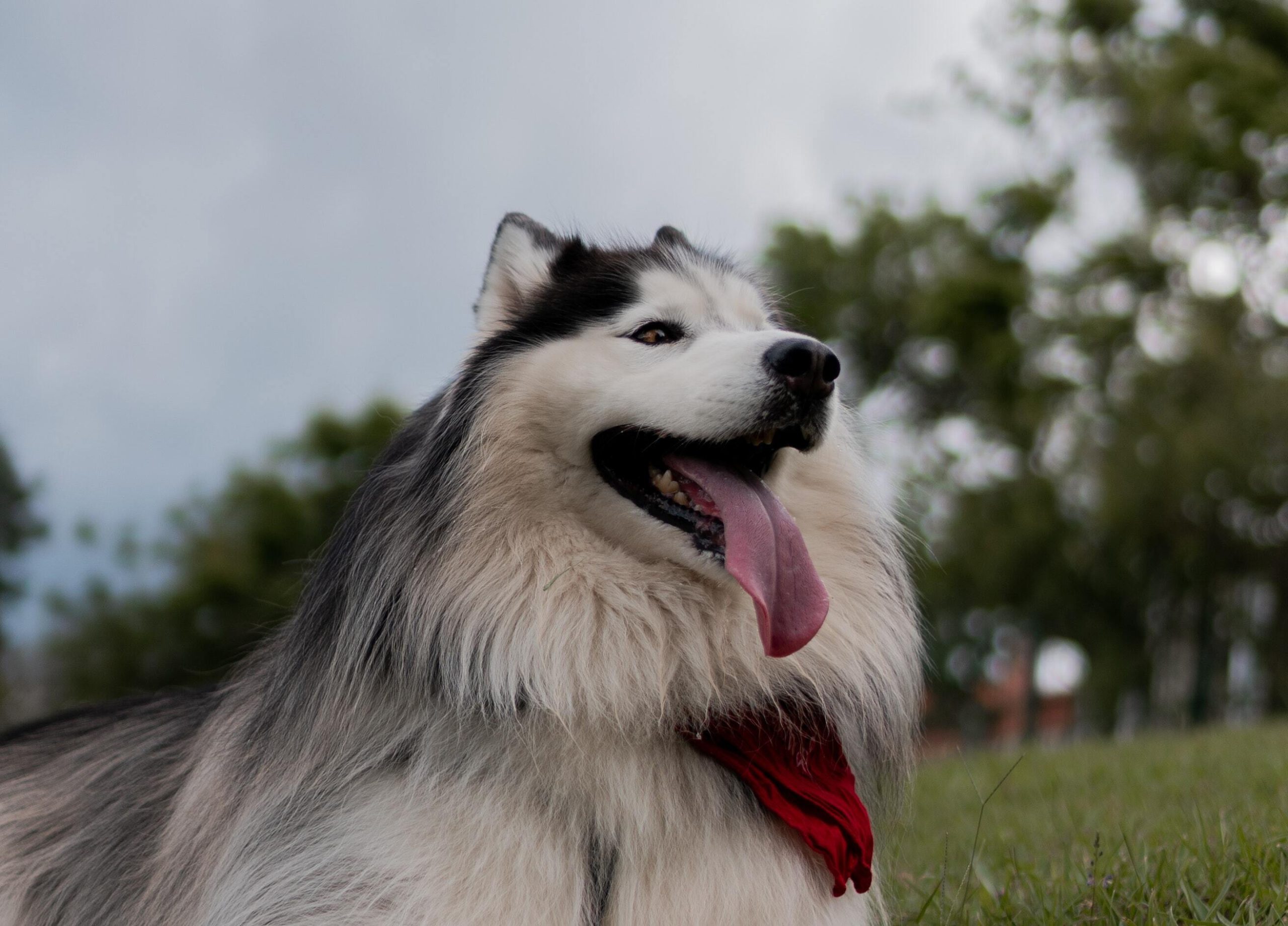 Por qué mi perro jadea mucho y está inquieto: Causas y Cómo Calmarlo
